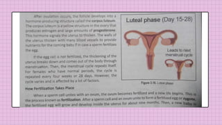 The Menstrual Cycle- Science Presentation Grade 5.pptx