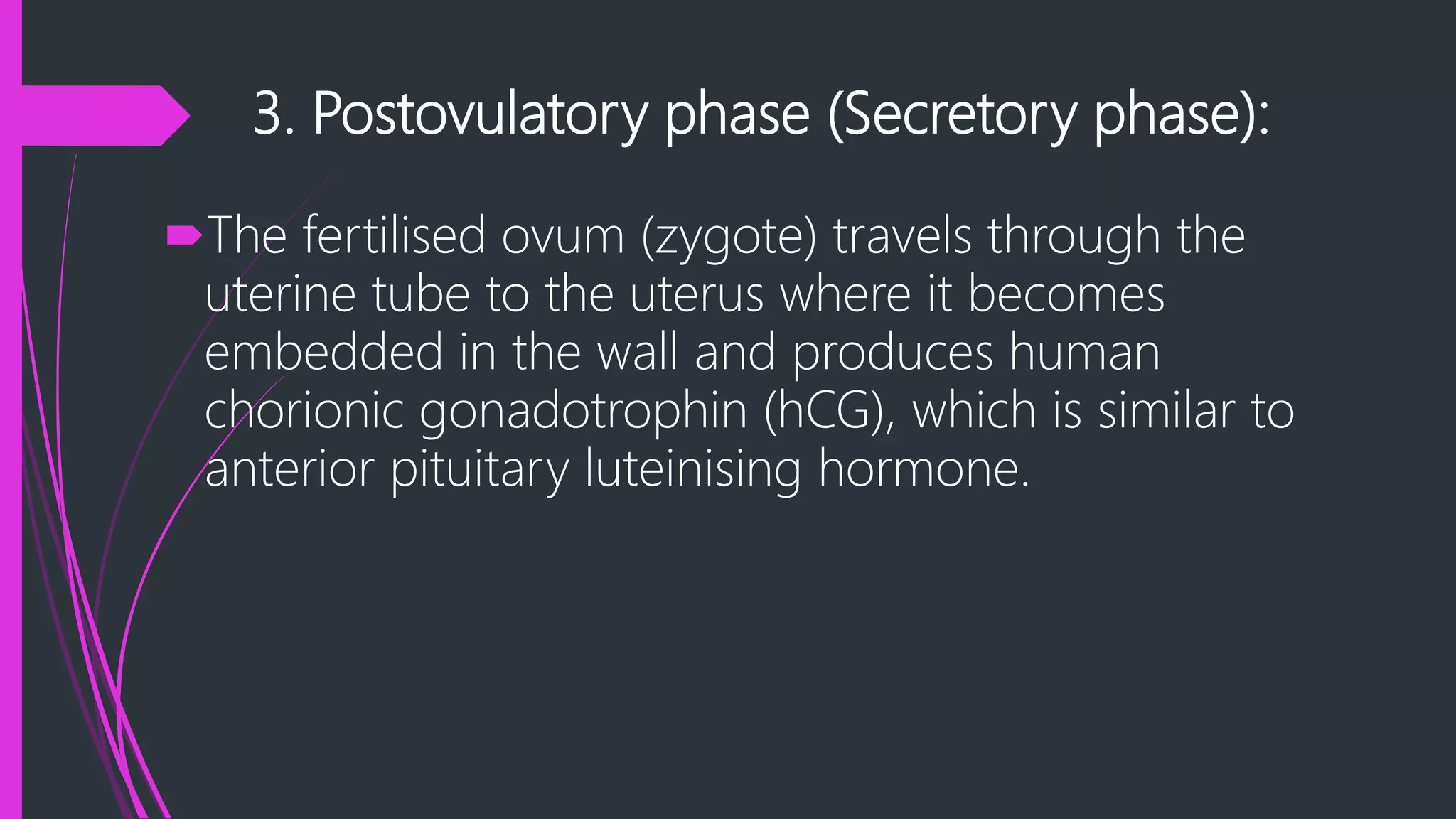 The Menstrual Cycle Female Reproductive Cycle Ppt