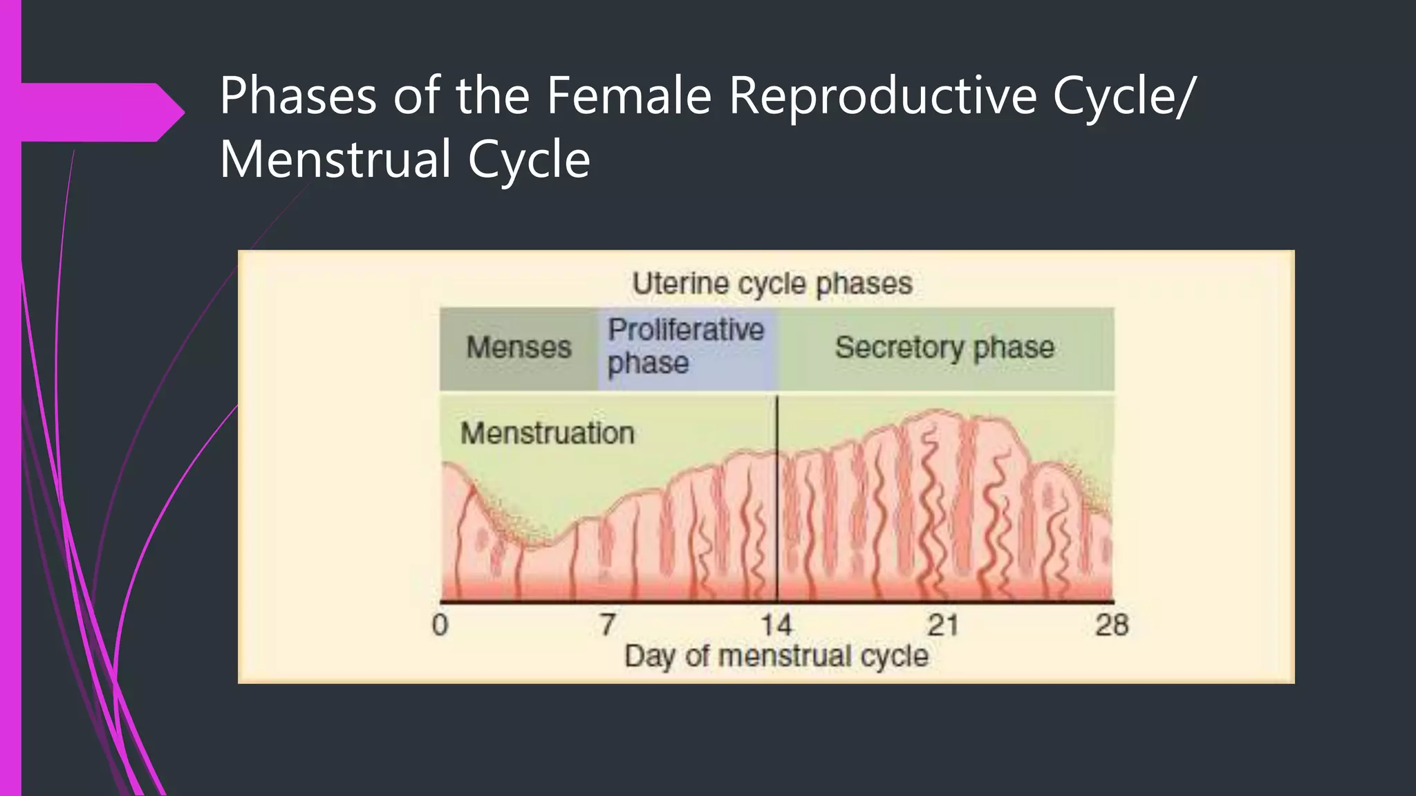 The menstrual cycle/ female reproductive cycle | PPTX