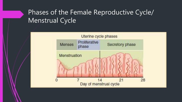 The menstrual cycle/ female reproductive cycle | PPTX
