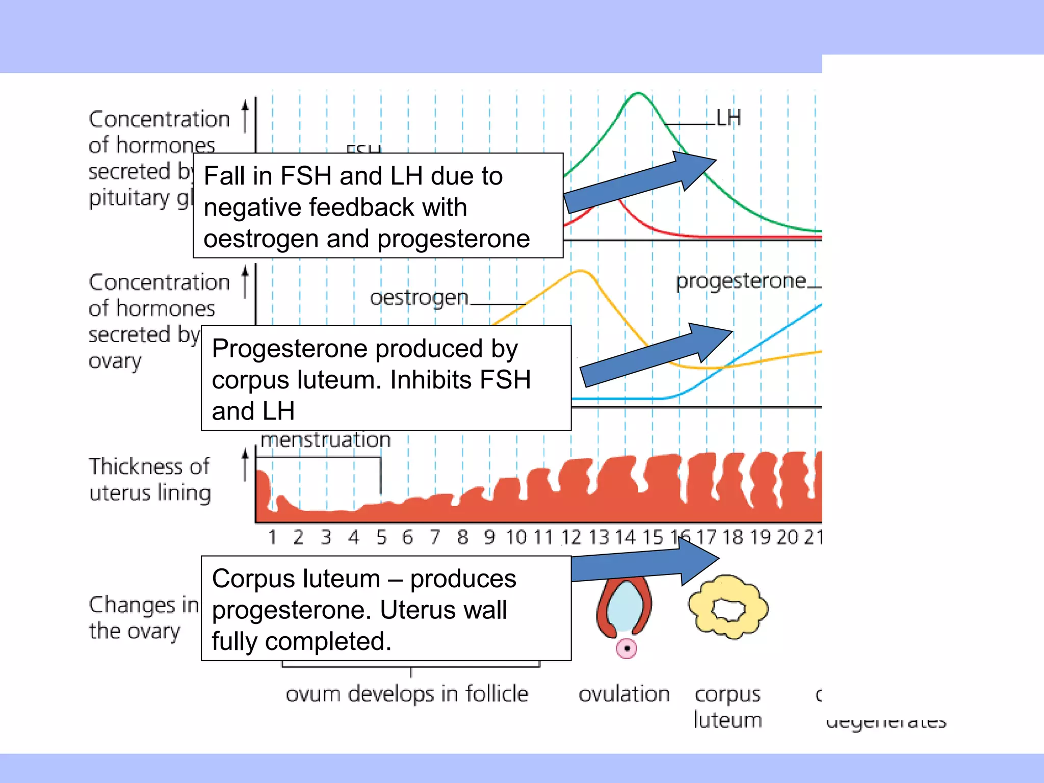 The menstrual cycle 5th November | PPT