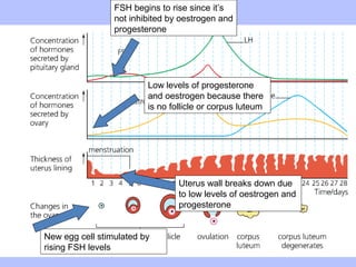 The menstrual cycle 5th November | PPT