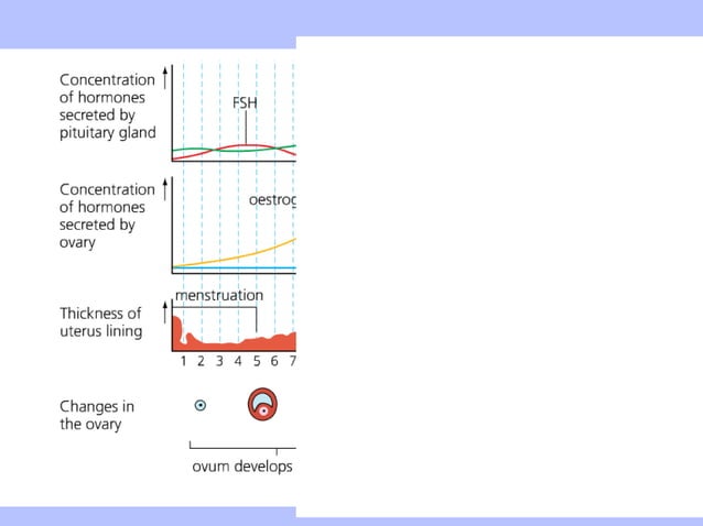 The menstrual cycle 5th November | PPT