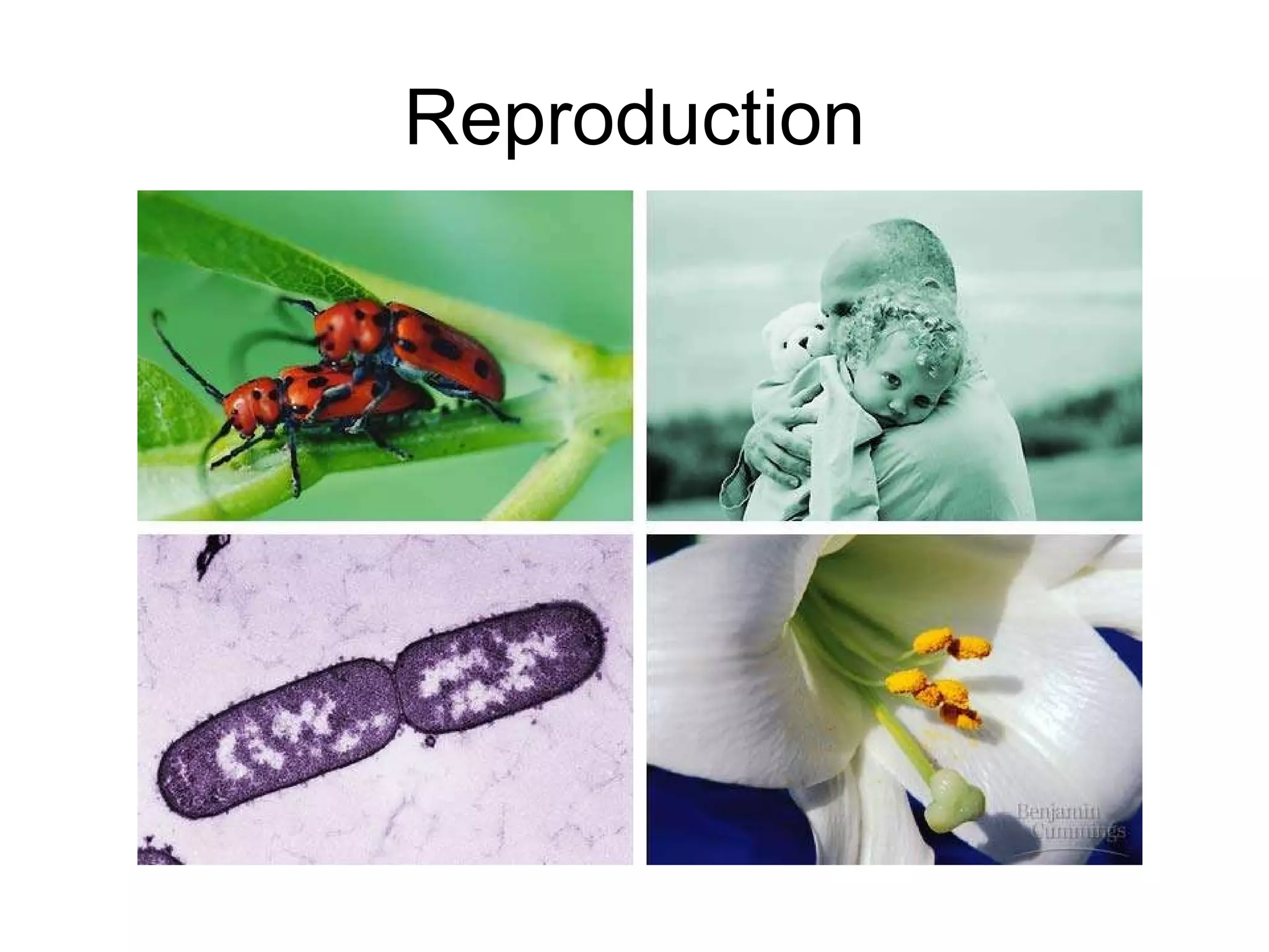 Biology ~ Themes Of Biology | PPT