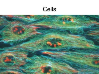 Biology ~ Themes Of Biology | PPT