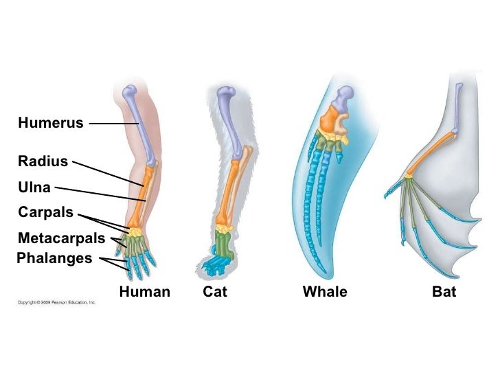 Biology ~ Themes Of Biology