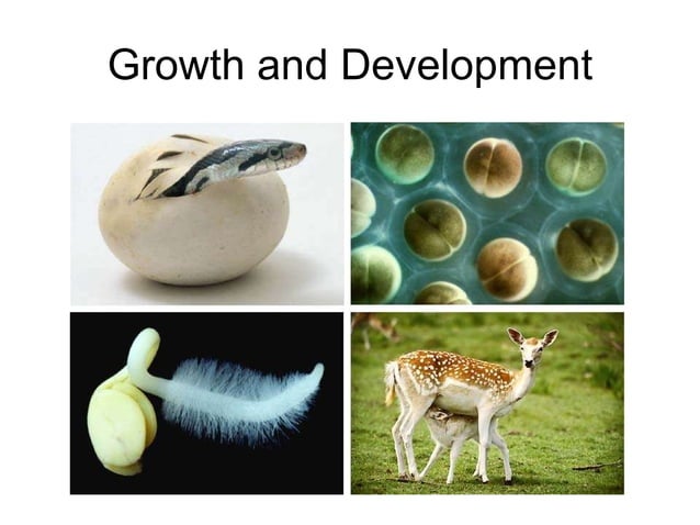 Biology - Themes of biology 1011 | PPT