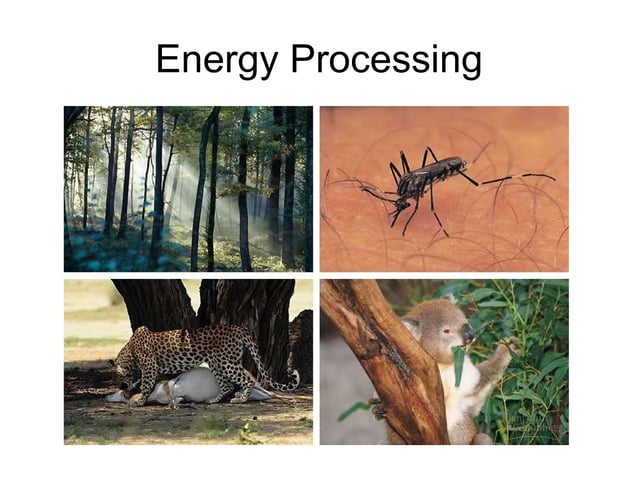 Biology - Themes of biology 1011 | PPT