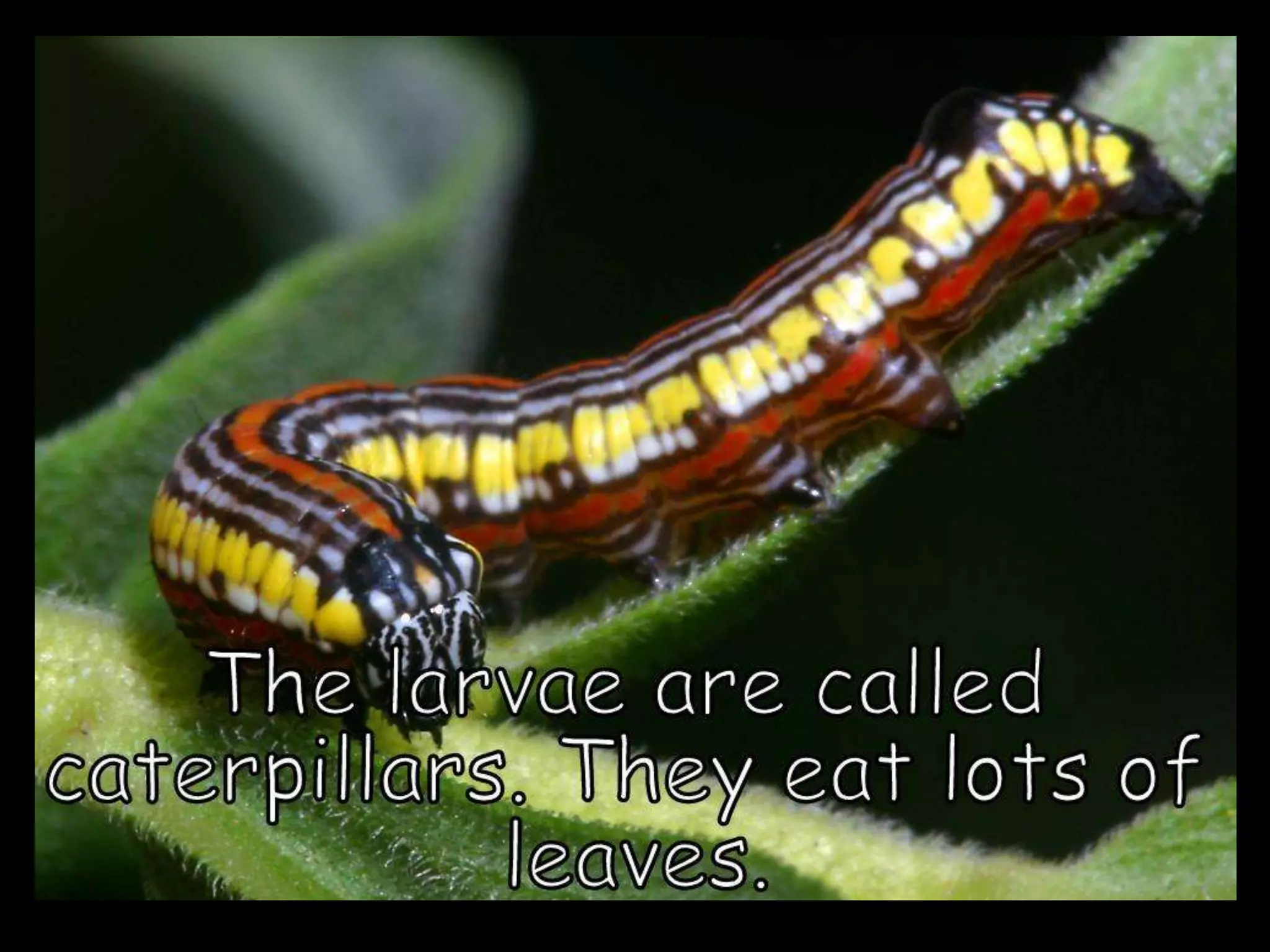 The metamorphosis | PPTX