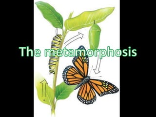 The metamorphosis | PPT