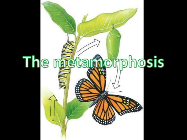 The metamorphosis | PPT