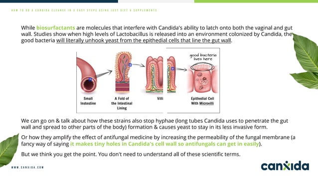 The MEVY Diet Meat, Eggs, Vegetables, Yogurt.pdf