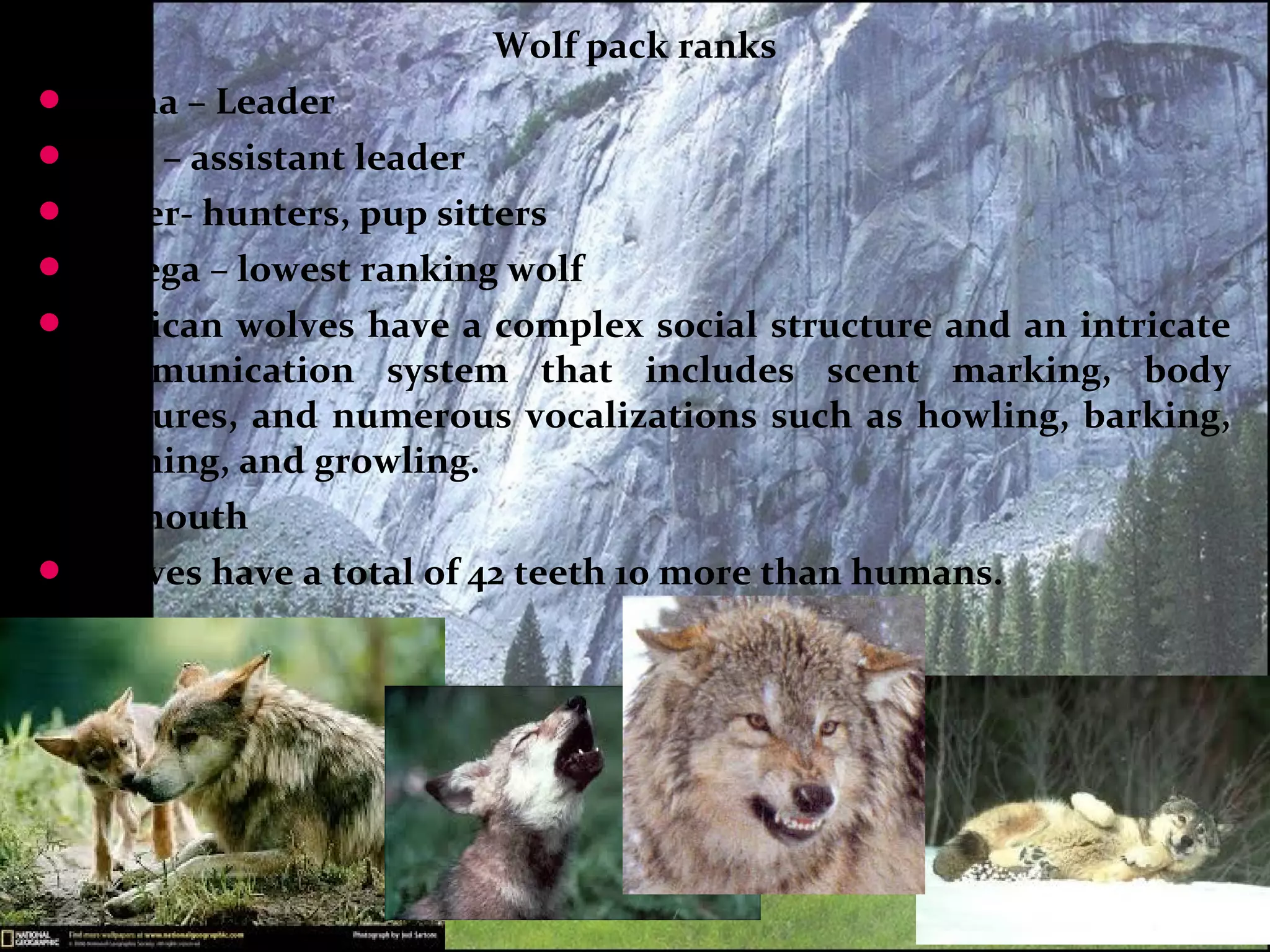 The mexican wolf (canis lupus baileyi) | PPT