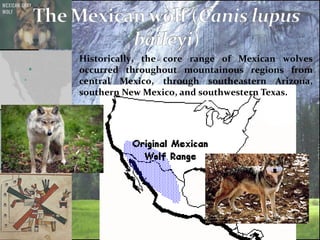 The mexican wolf (canis lupus baileyi) | PPT