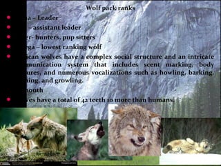 The mexican wolf (canis lupus baileyi) | PPT