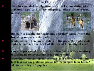 The mexican wolf (canis lupus baileyi) | PPT