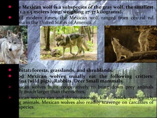 The mexican wolf (canis lupus baileyi) | PPT
