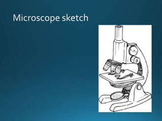 The_Microscope.ppt