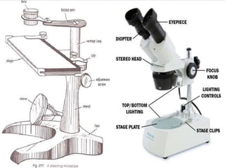 themicroscopegrade7-200814204303.pptx