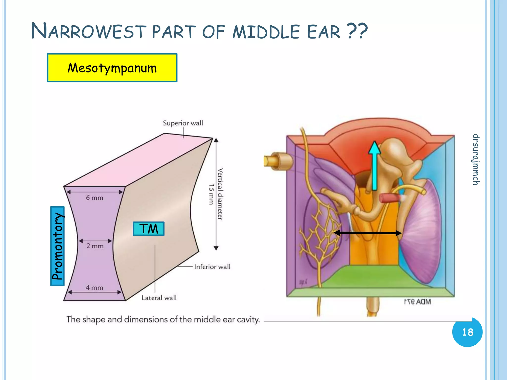 THE MIDDLE EAR | PPTX