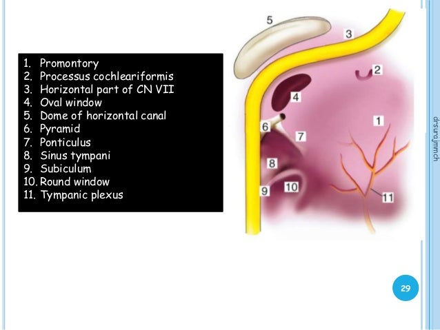 THE MIDDLE EAR