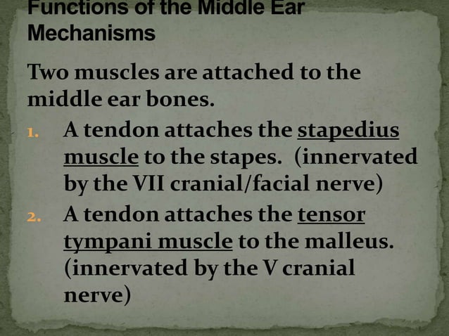 The middle ear mechanisms | PPTX | Ear, Nose and Throat Conditions ...