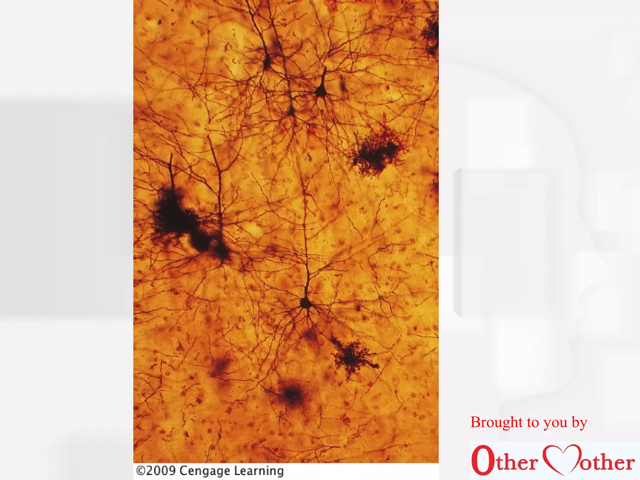 The mind brain relationship | PPT