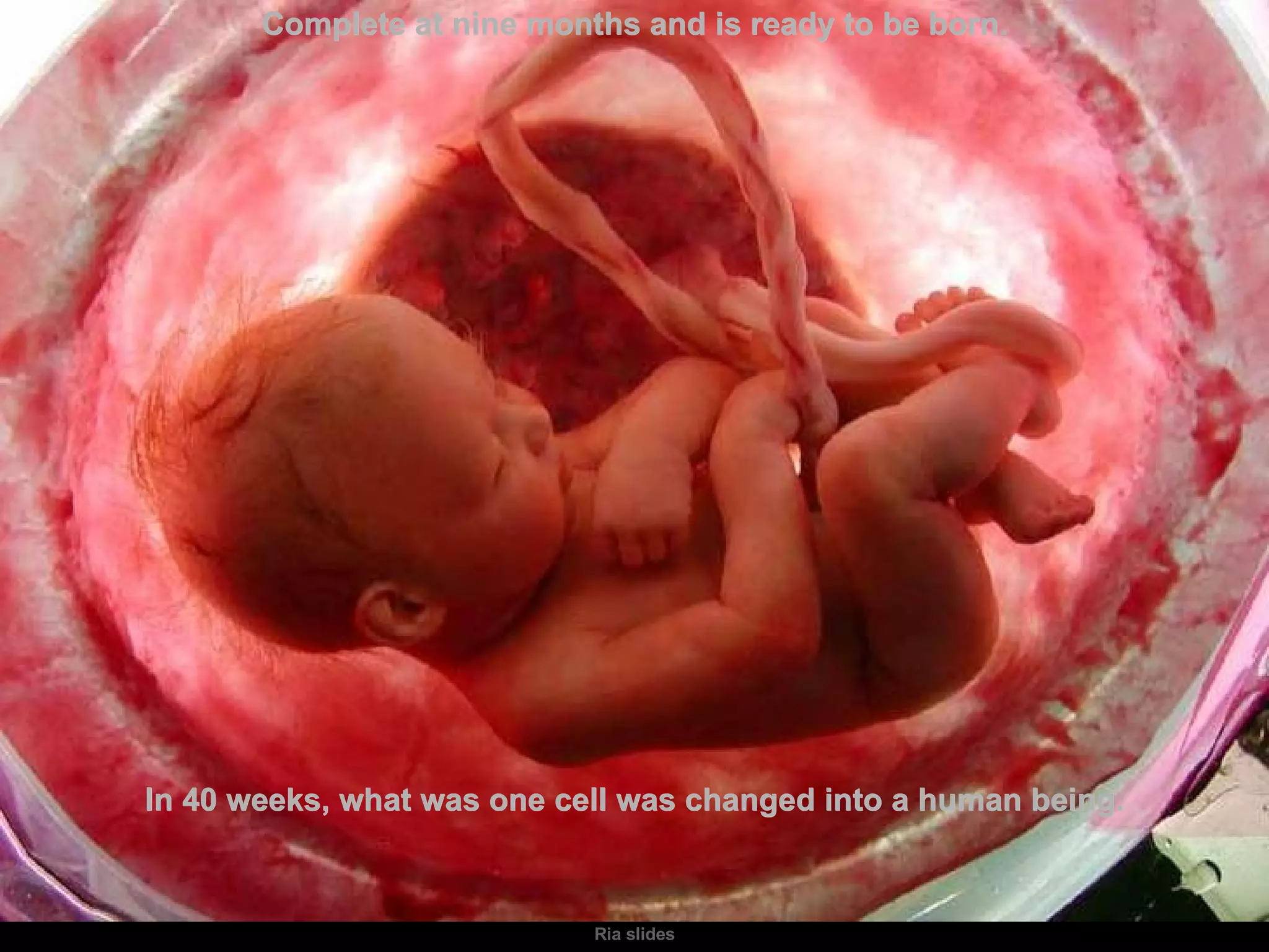 The Miracle Of Life | PPS