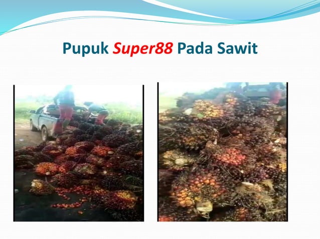 Slideshow Pupuk Super88 | The miracle of super88 | PPTX