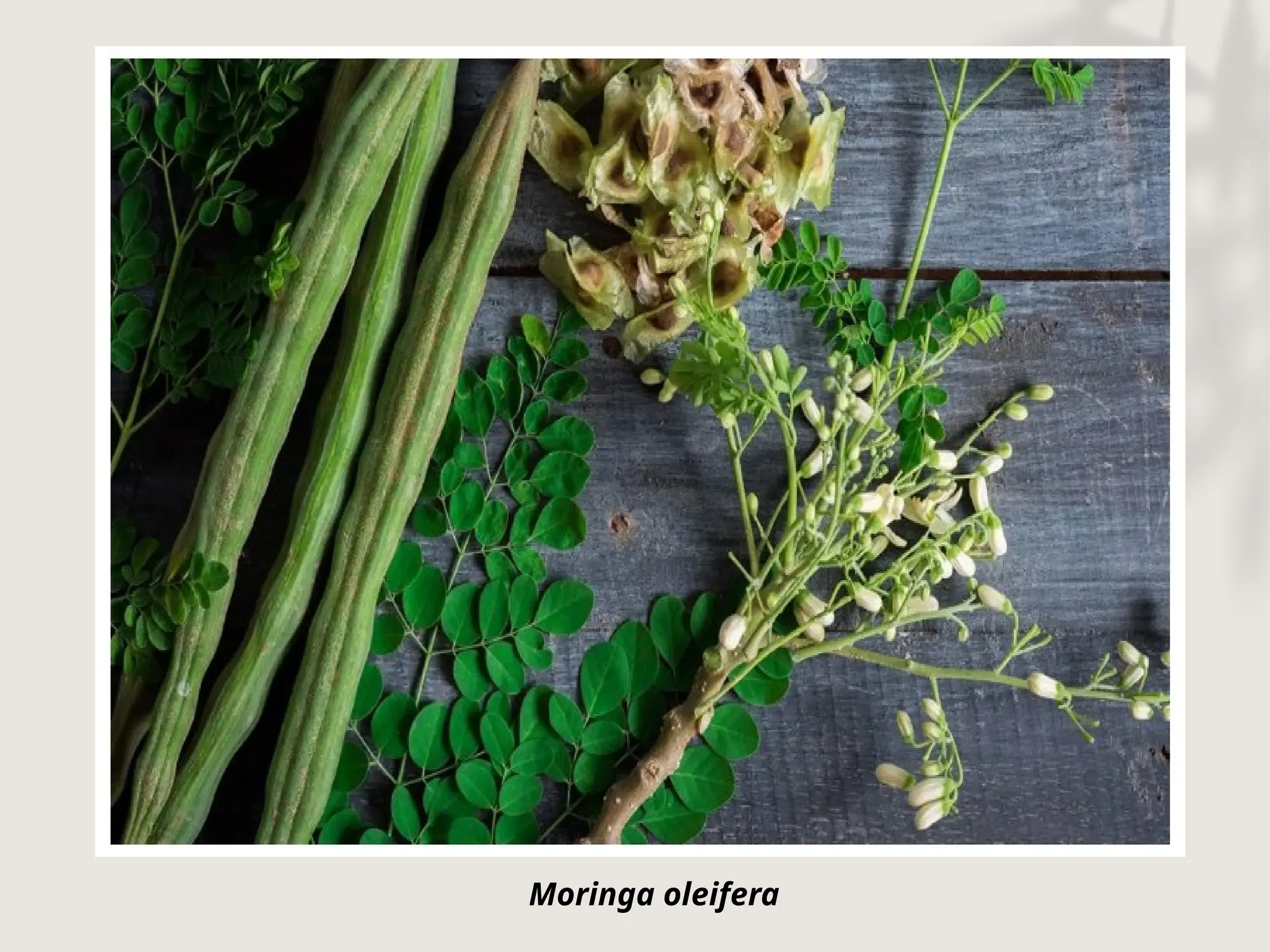 Moringa "The Miracle Tree"(By products and Value added products) | PPTX