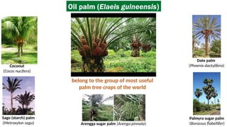 Oil Palm Derivative from Palm oil to biofuel | PPTX
