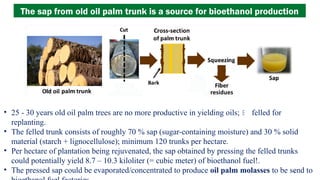 Oil Palm Derivative from Palm oil to biofuel | PPTX