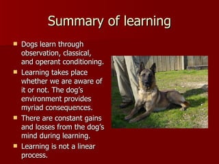 The misapplication of force in police dog training | PPT