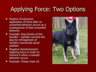 The misapplication of force in police dog training | PPT