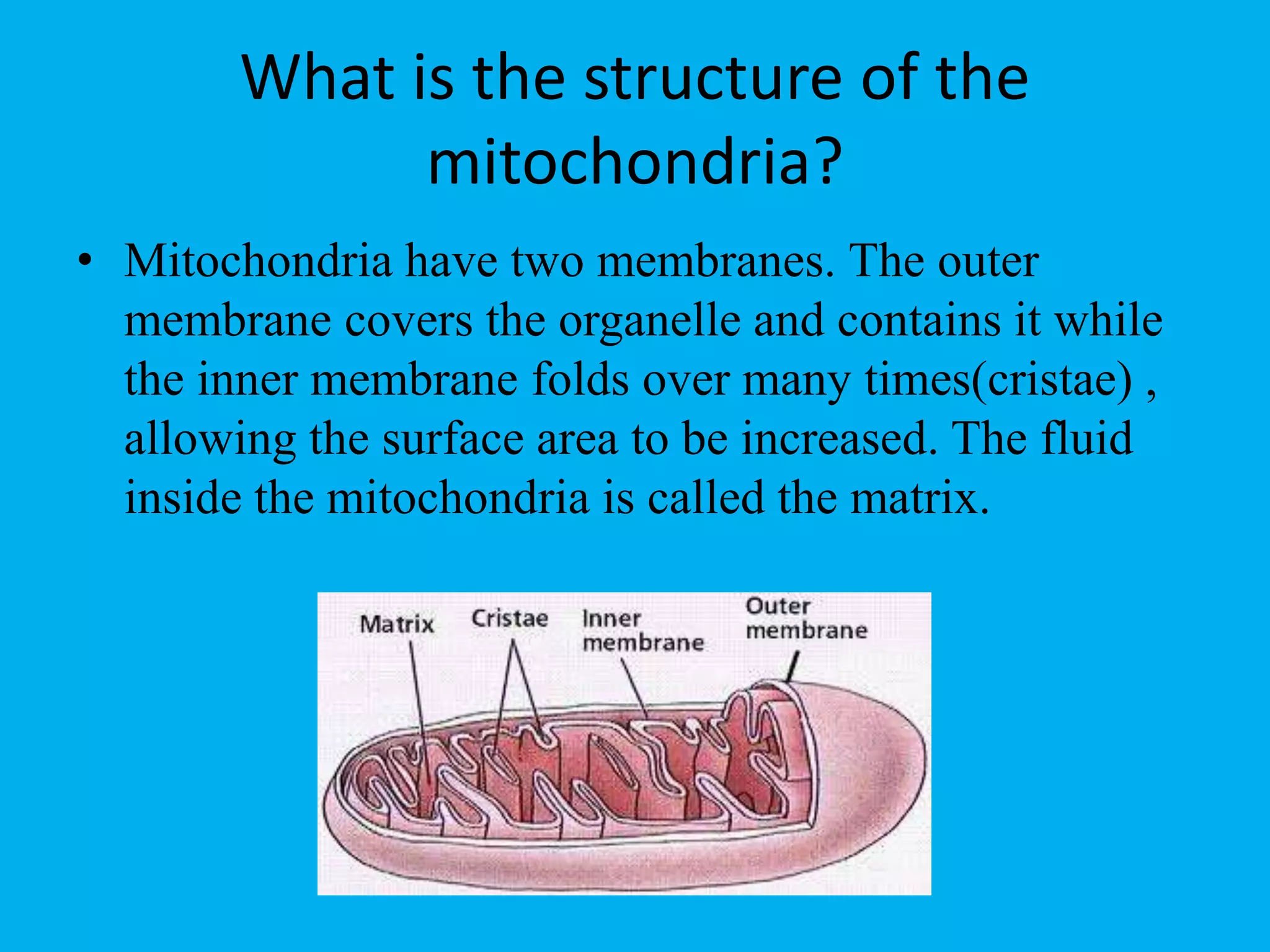 The mitochondria | PPTX