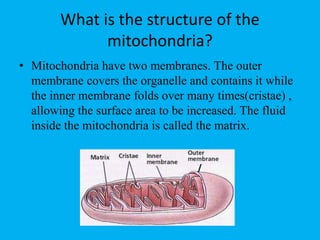 The mitochondria | PPTX