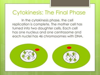 The Mitosis Process | PPT