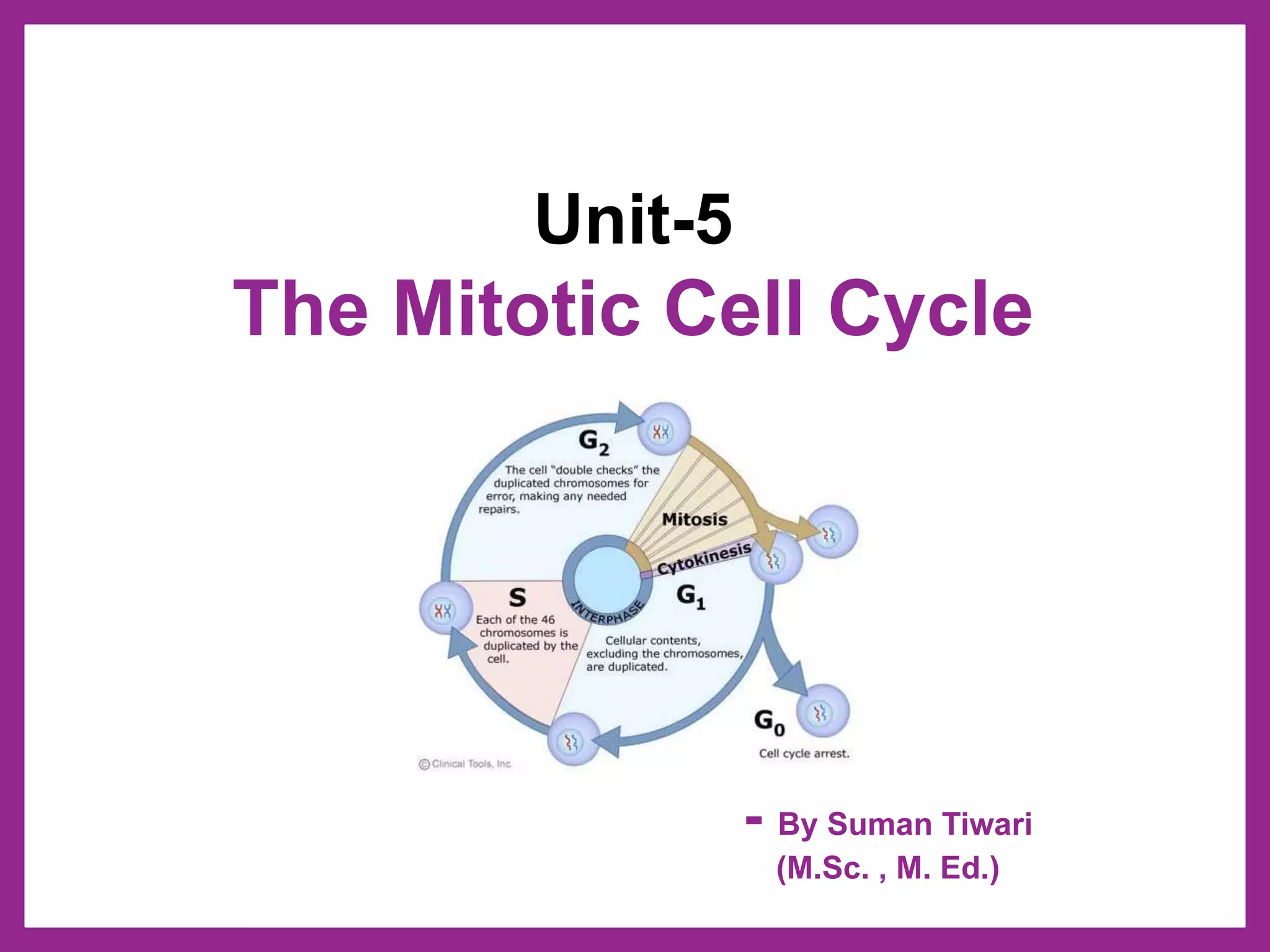 The mitotic cell cycle | PDF