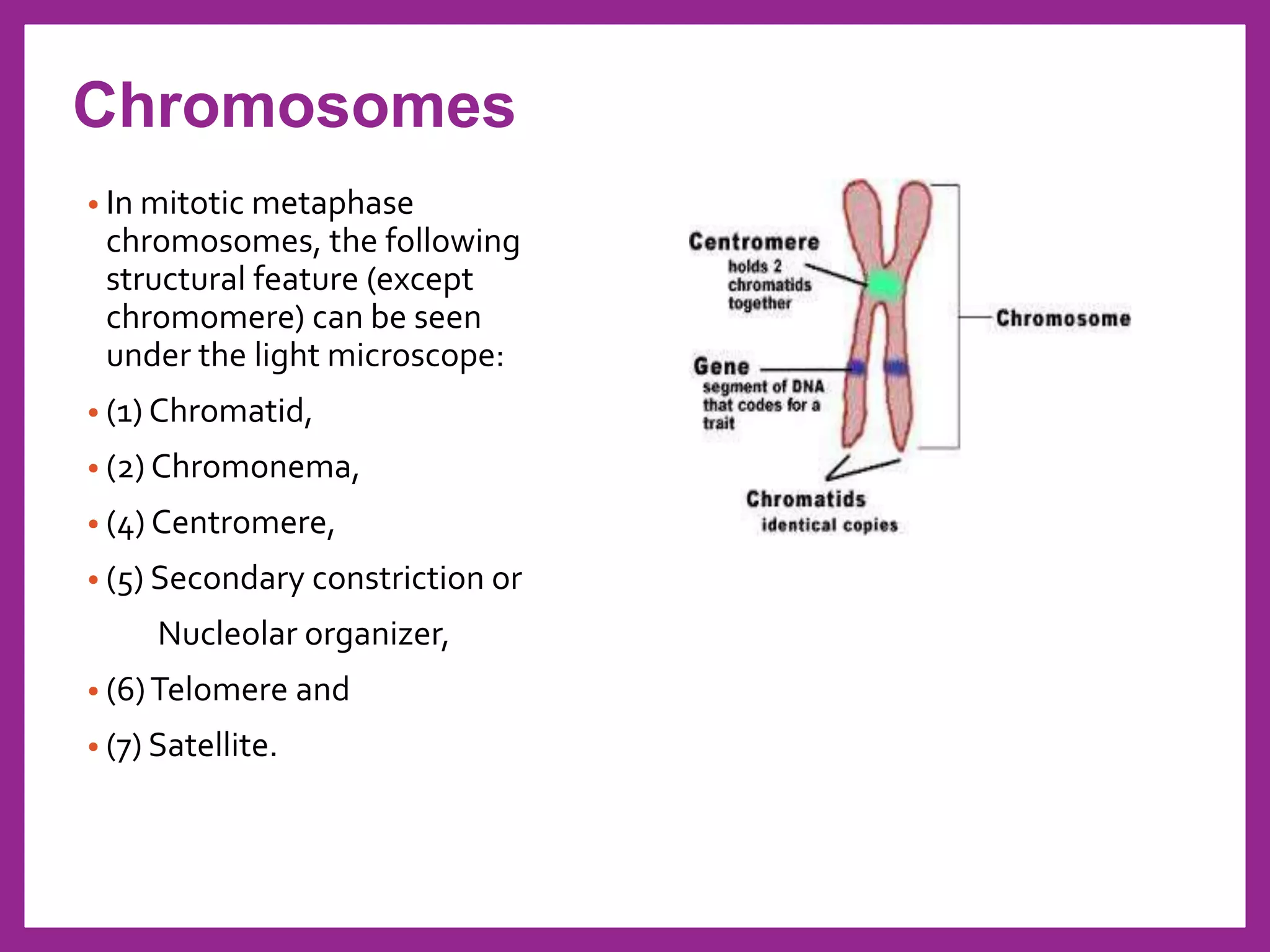 The mitotic cell cycle | PDF