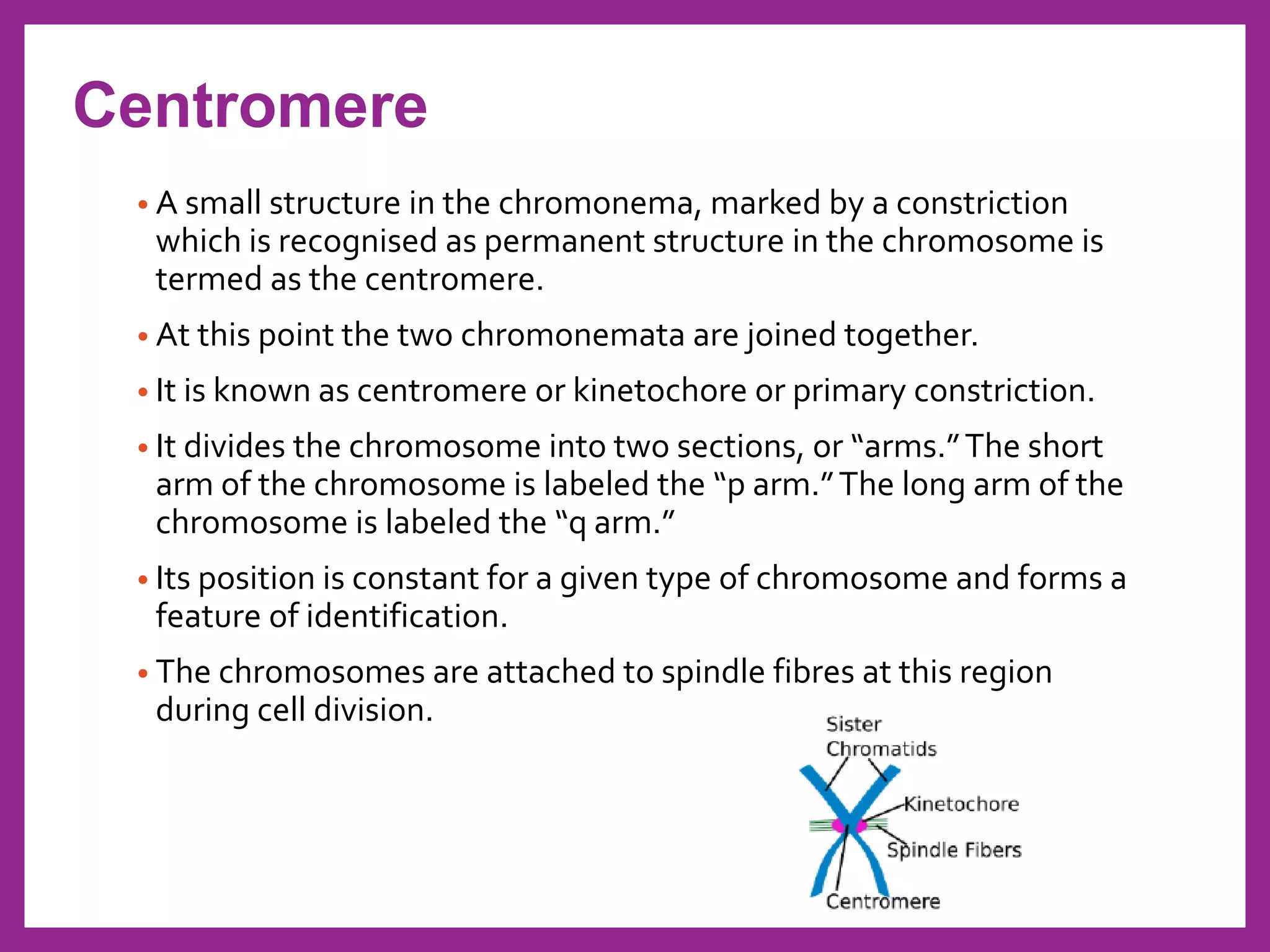 The mitotic cell cycle | PDF