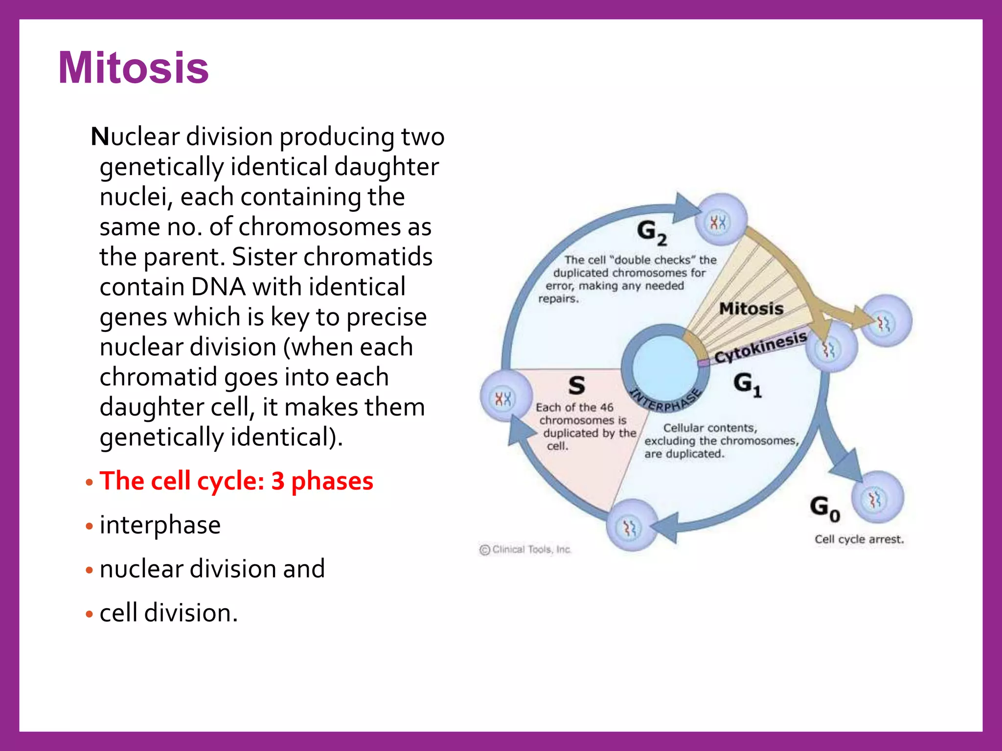 The mitotic cell cycle | PDF