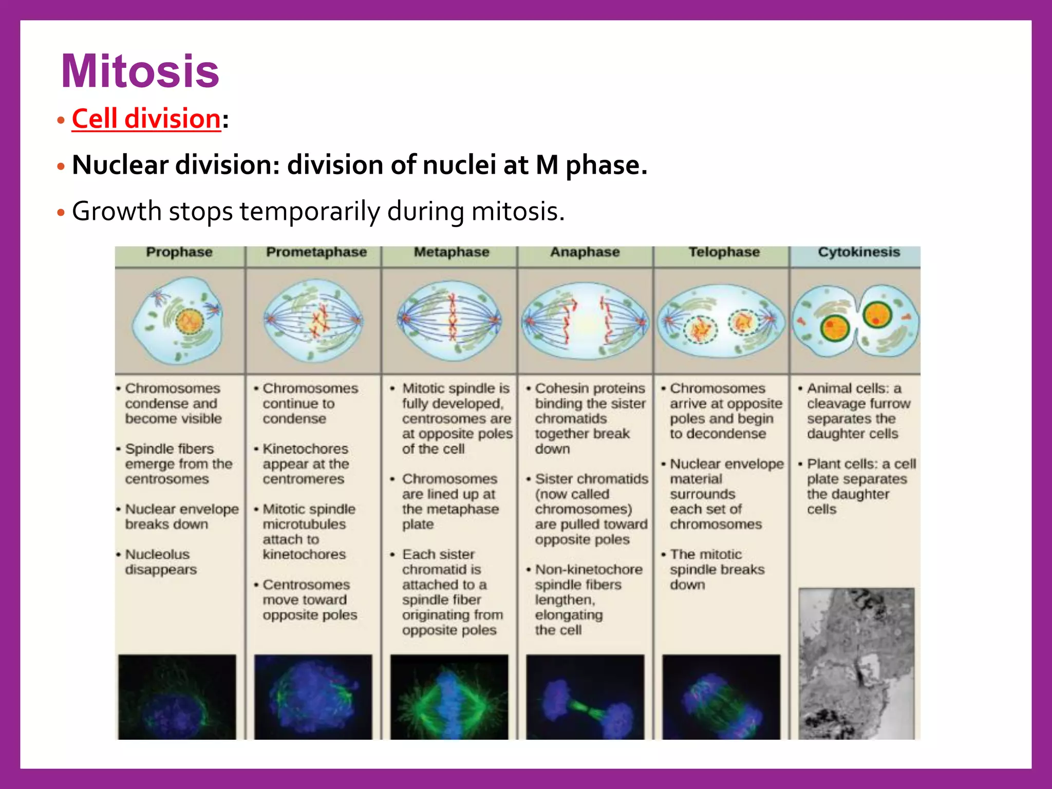 The mitotic cell cycle | PDF