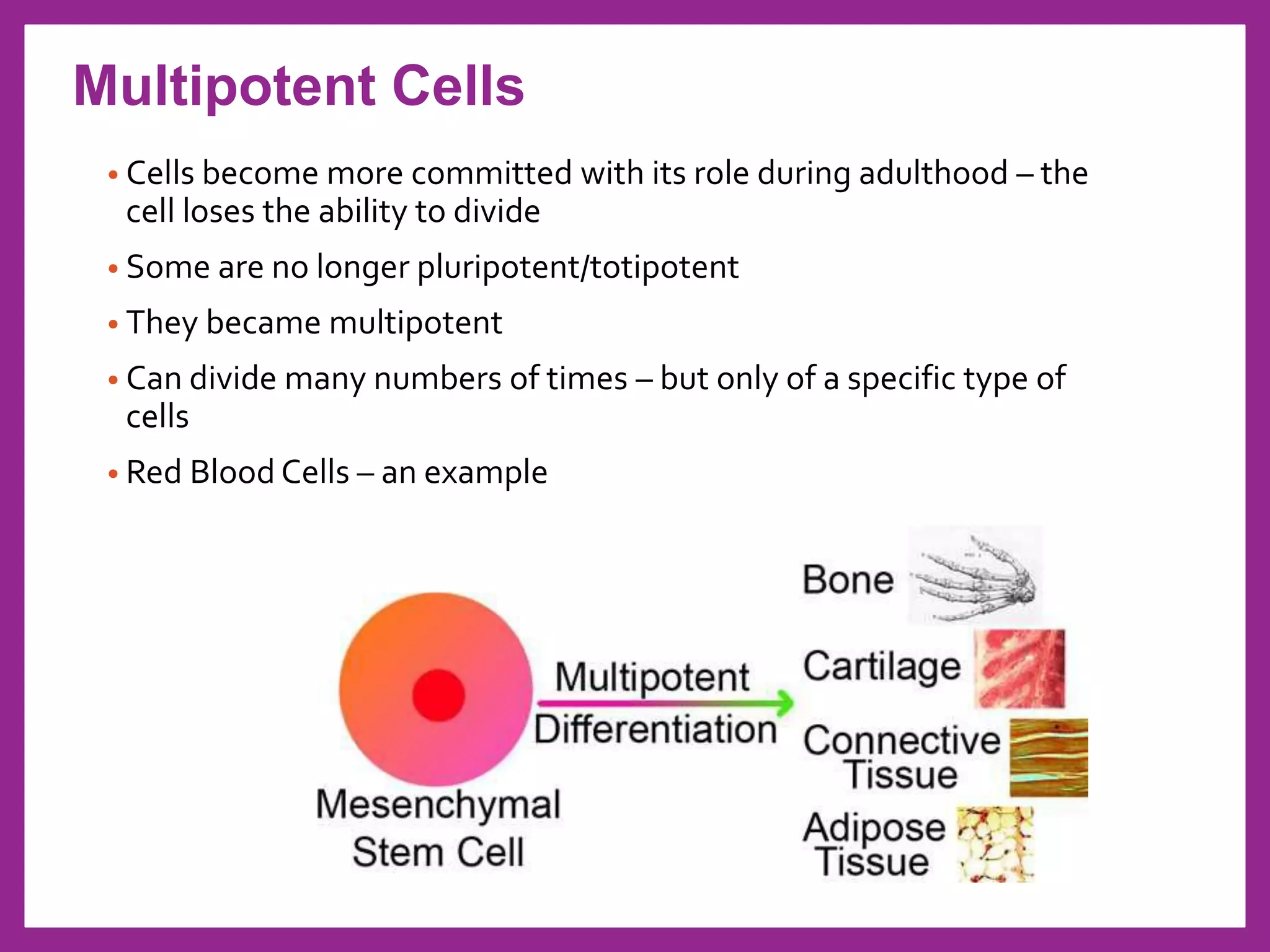The mitotic cell cycle | PDF