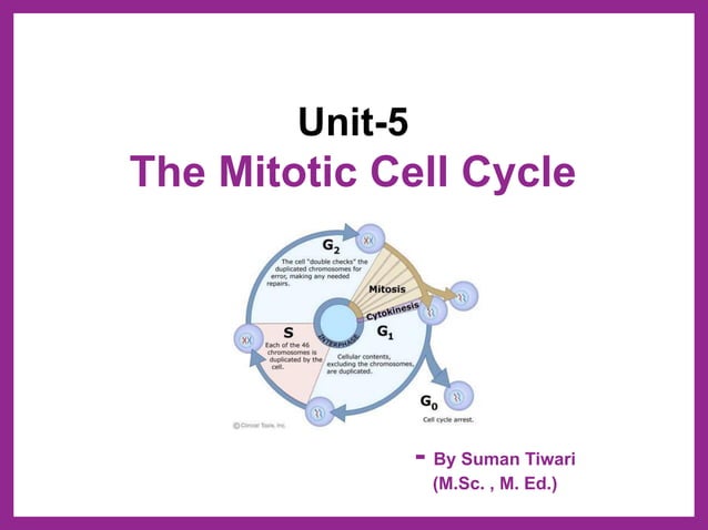 The mitotic cell cycle | PDF