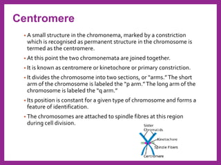 The mitotic cell cycle | PDF