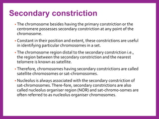 The mitotic cell cycle | PDF