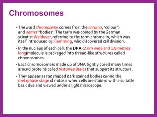 The mitotic cell cycle | PDF
