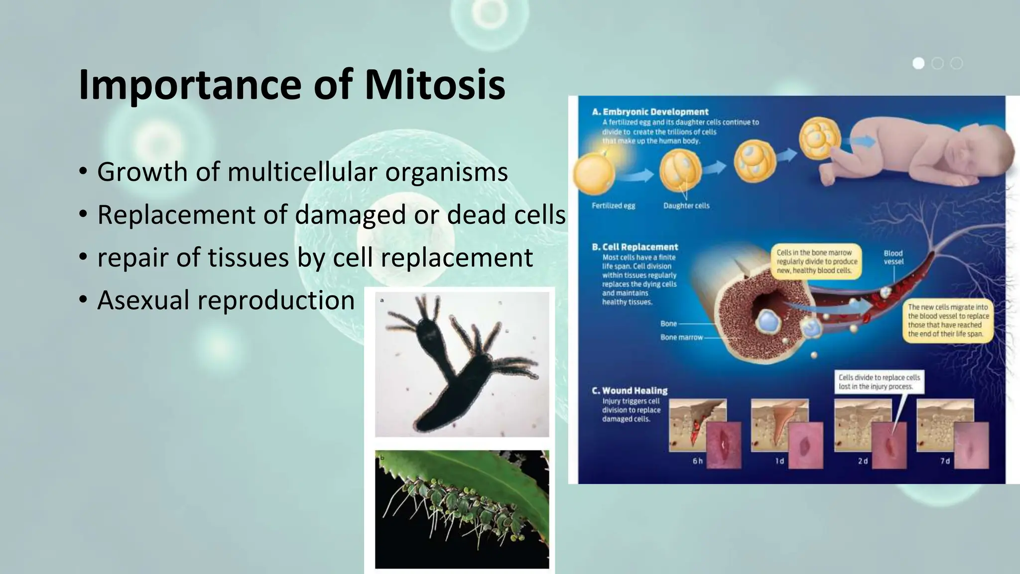 Stages of mitotic cell cycle A Level Biology | PPTX