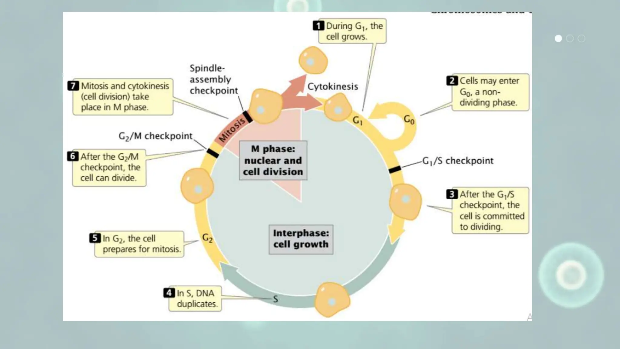 Stages of mitotic cell cycle A Level Biology | PPTX | Biological ...