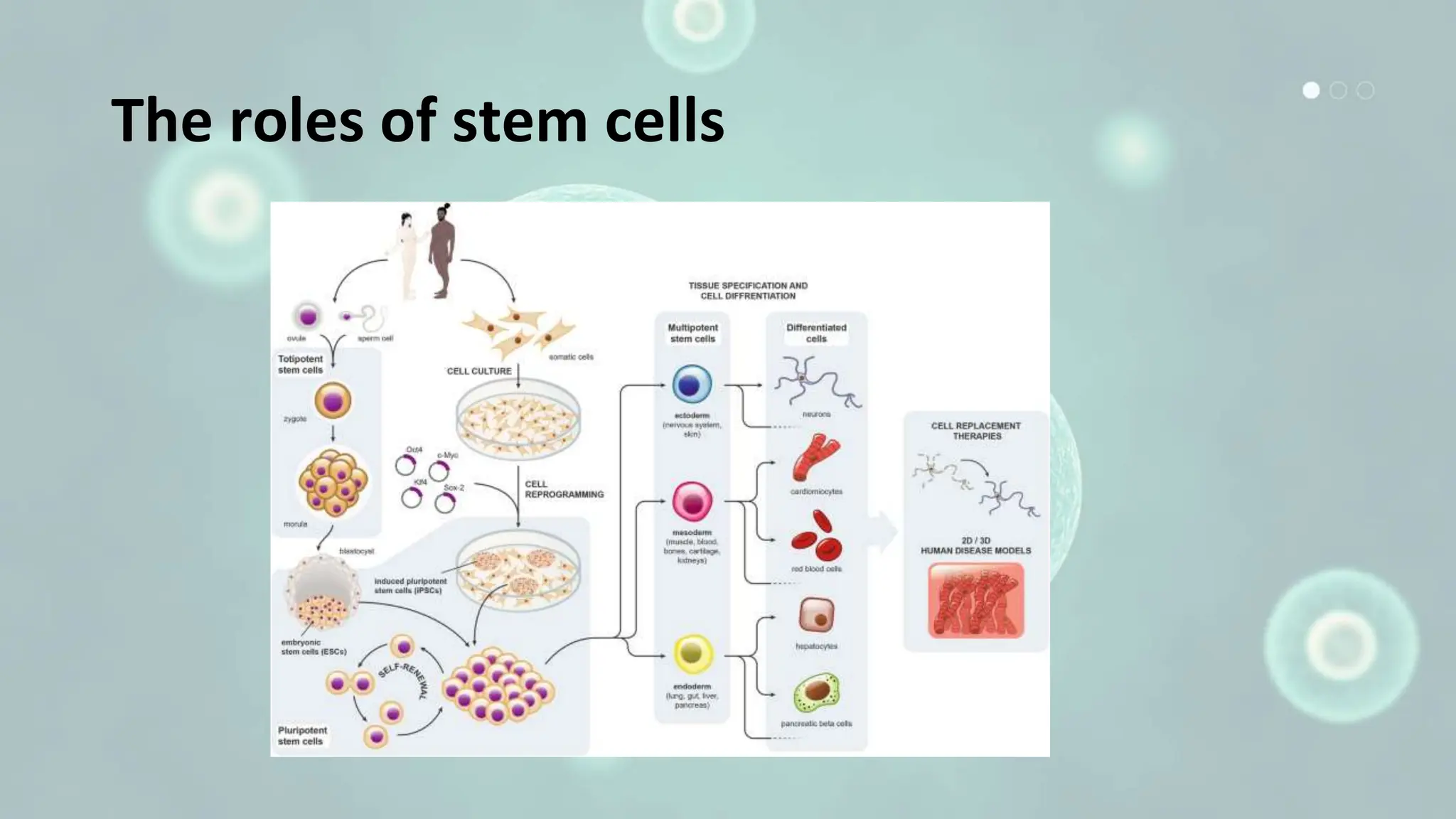 Stages of mitotic cell cycle A Level Biology | PPTX